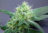 Allen Wrench Strain A Sativa Dominant Hybrid - Legalize it. We Think So