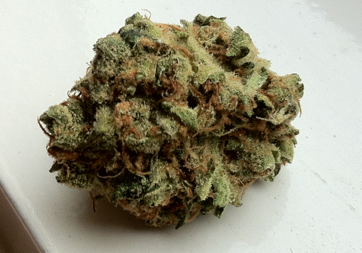 Amsterdam Haze - Powerful Buds With Big Yields - Legalize it. We Think So