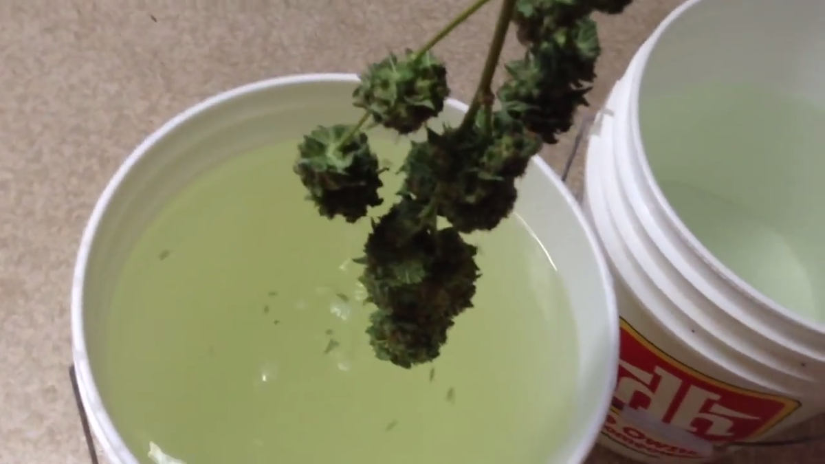 Video- How To Harvest, Trim And Dry Your Weed - Legalize it. We Think So