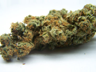 The Maple Leaf Strain - Legalize it. We Think So