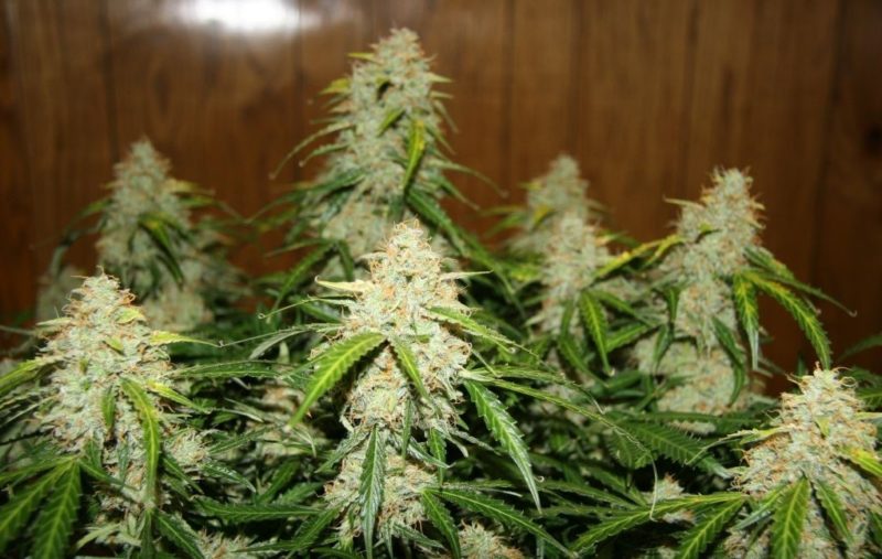 The Simple Secrets to Growing Bigger, Better Buds - Legalize it. We ... The Simple Secrets to Growing Bigger, Better Buds - Legalize it. We ...
