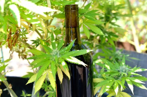 Fermented Cannabis: Whipping Up Some Weed Wine - Legalize it. We Think So