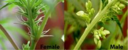 Hermaphrodite Cannabis Plants: The Facts You Need to Know - Legalize it ...