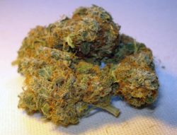 Swazi Gold, An African Sativa - Legalize it. We Think So