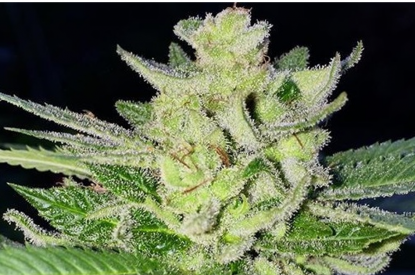 Medical Strains Archives - LIWTS